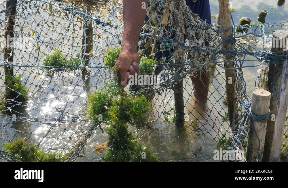 Asian Farmer Harvesting Algae at Seaweed Farm Plantation. 4K. Nusa ...