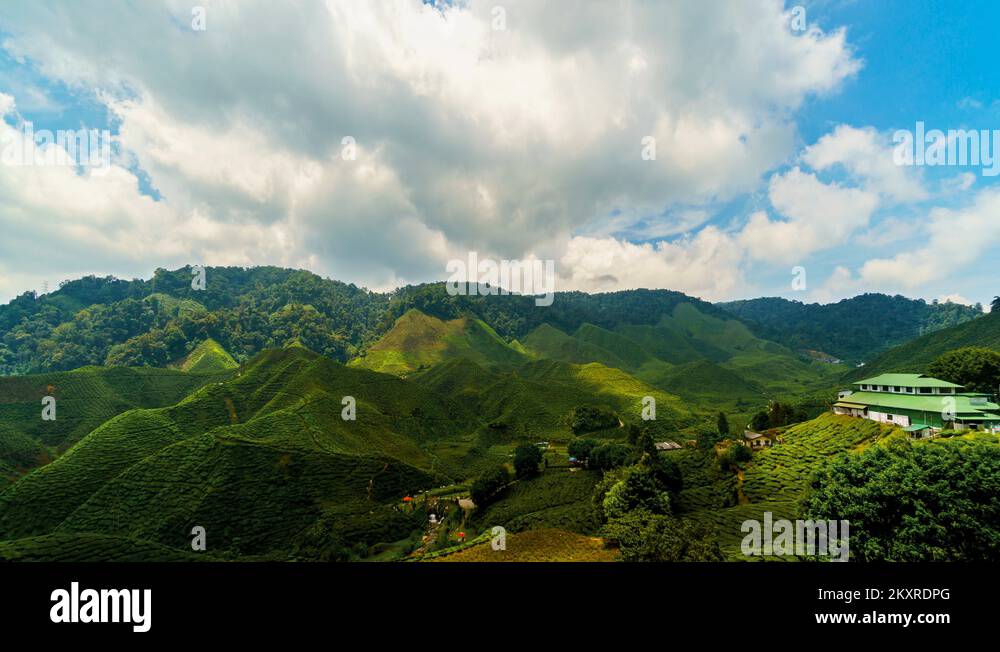 Game of shadows on tea plantations at dawn in Cameron Highlands ...