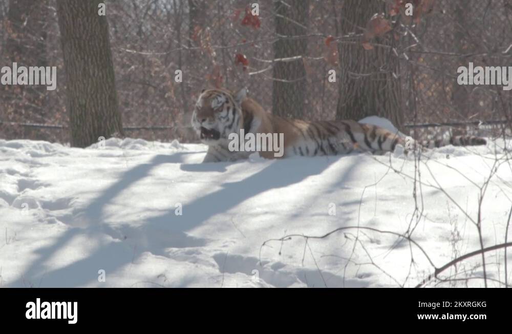 Siberian tiger snow siberia Stock Videos & Footage - HD and 4K Video ...