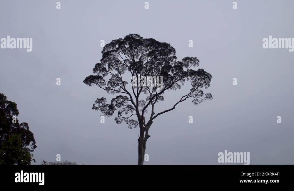 Tall Tropical Rainforest Dipterocarp Trees on Borneo Island, Malaysia ...