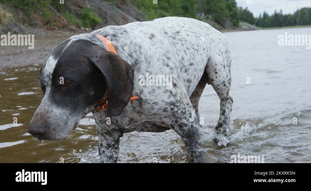 German fish Stock Videos & Footage - HD and 4K Video Clips - Alamy