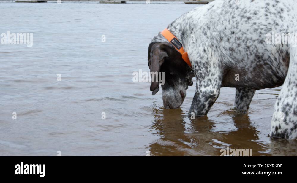 Grab fish Stock Videos & Footage - HD and 4K Video Clips - Alamy