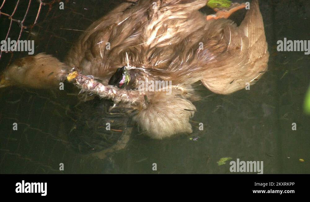 Duck dead Stock Videos & Footage - HD and 4K Video Clips - Alamy