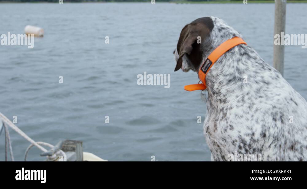 Owner of boat Stock Videos & Footage - HD and 4K Video Clips - Alamy