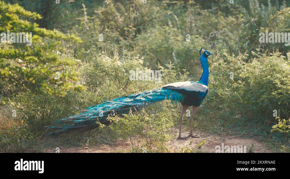 Peacock habitat Stock Videos & Footage - HD and 4K Video Clips - Alamy
