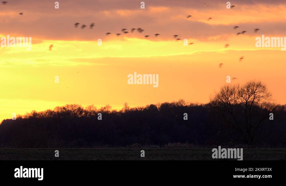Ducks coming in to land wildfowl with sunset background 4K Stock Video ...
