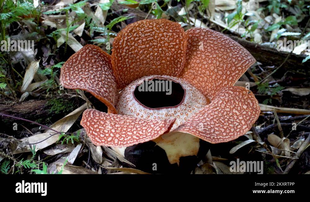 Rafflesia flower Stock Videos & Footage - HD and 4K Video Clips - Alamy