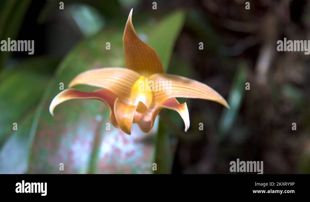 Laughing flower Stock Videos & Footage - HD and 4K Video Clips - Alamy