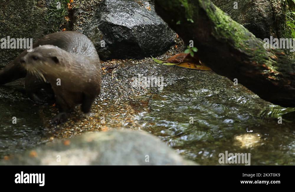 Swimming Group of Otters (Lutrinae) Looking, Mustelidae family, Aquatic ...