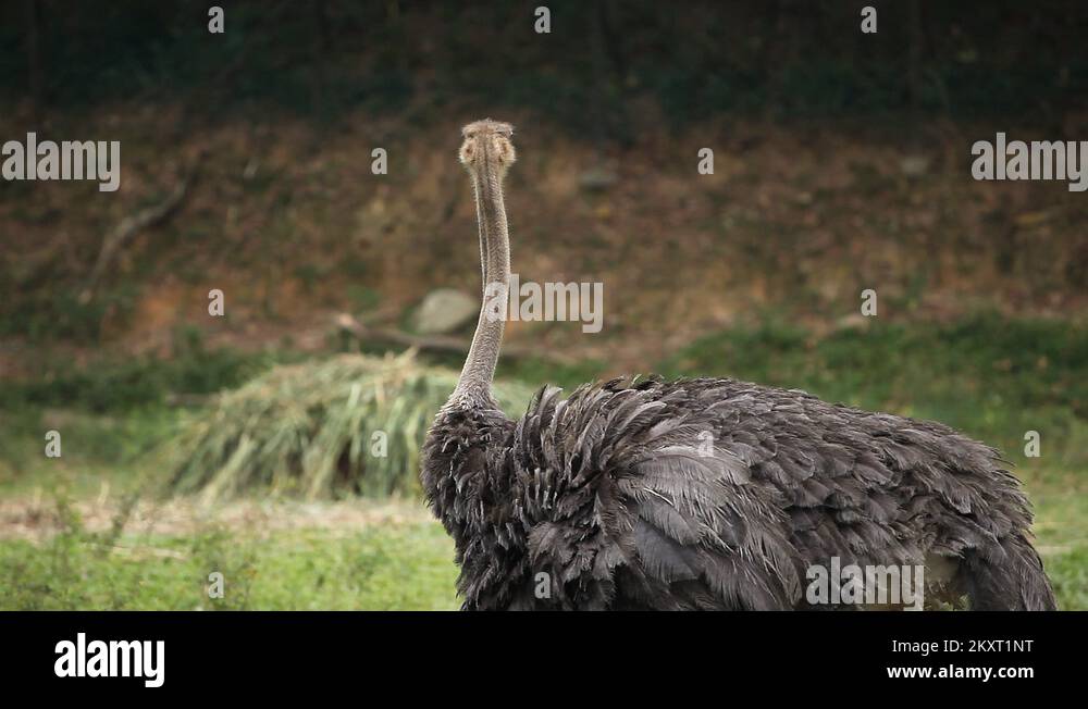Ostrich (Struthio camelus), Large African Flightless Bird ...