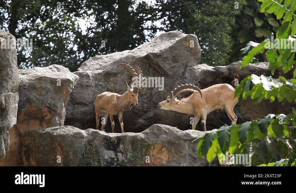 Nubian nature Stock Videos & Footage - HD and 4K Video Clips - Alamy