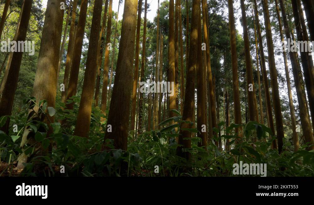 Illuminated tree trunks Stock Videos & Footage - HD and 4K Video Clips ...