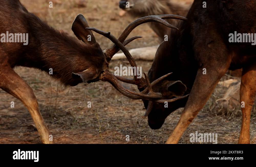 Huge antlers Stock Videos & Footage - HD and 4K Video Clips - Alamy