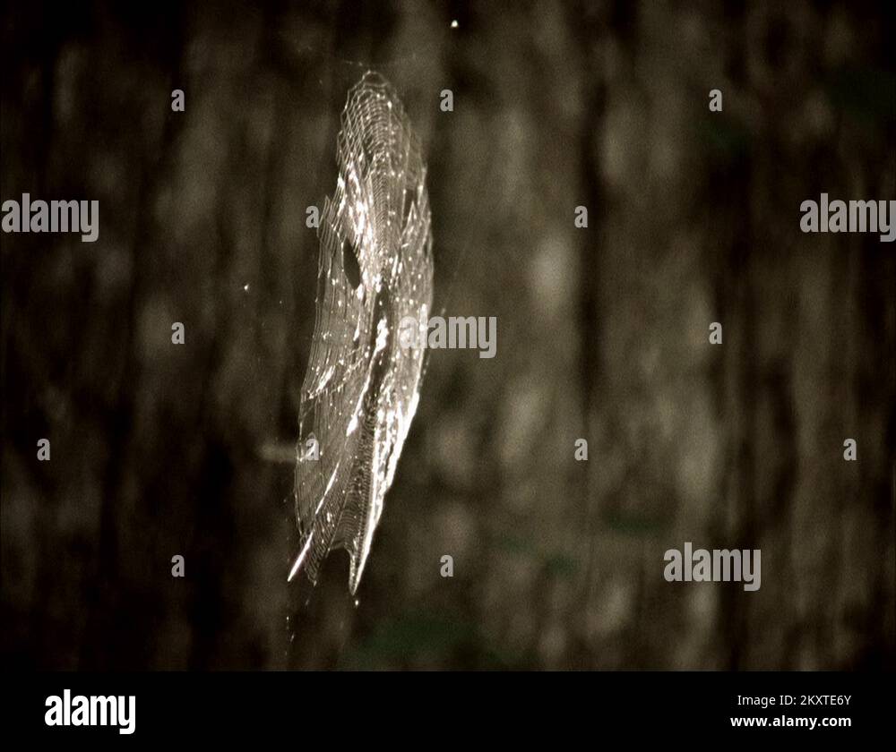 Spiders in trees Stock Videos & Footage - HD and 4K Video Clips - Alamy