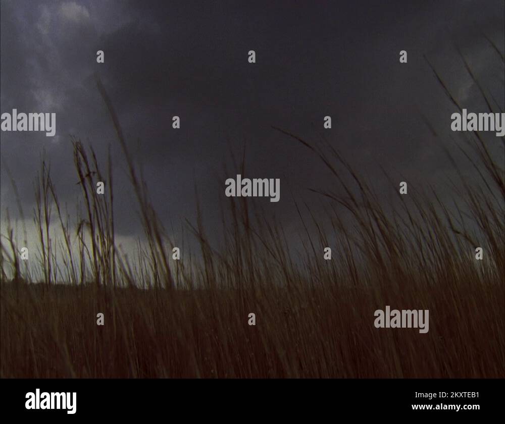 Dark gray gray grass Stock Videos & Footage - HD and 4K Video Clips - Alamy