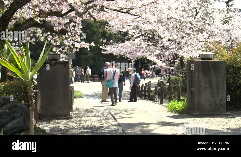 Blossom japan temple Stock Videos & Footage - HD and 4K Video Clips - Alamy