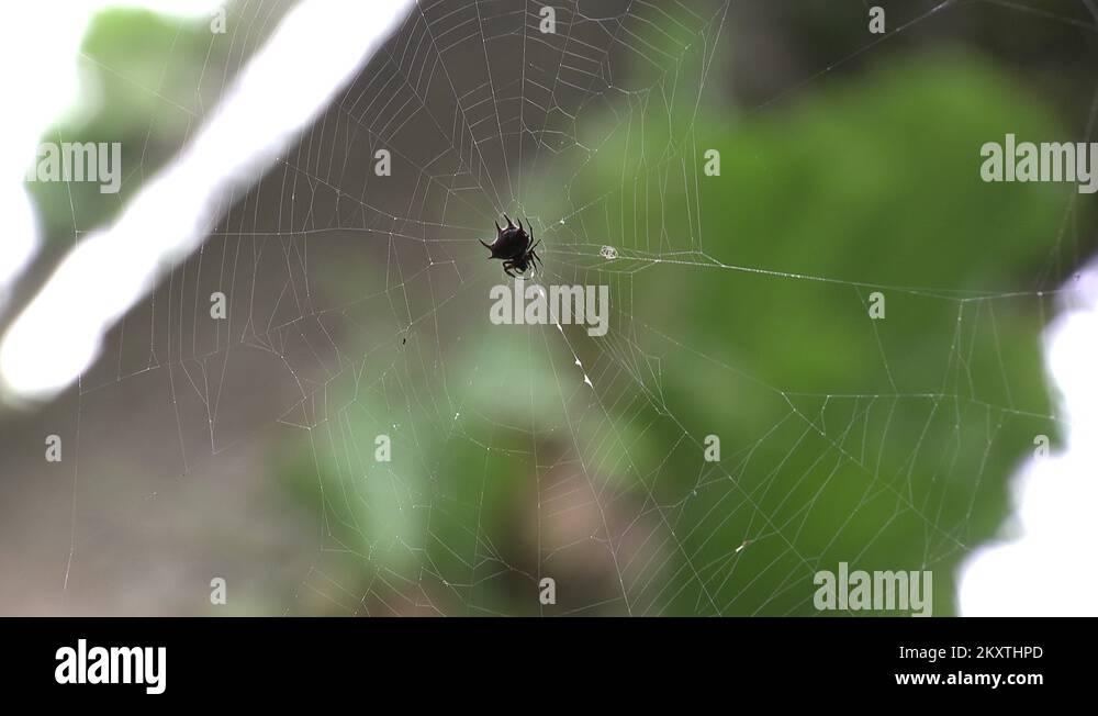 Fat spiders Stock Videos & Footage - HD and 4K Video Clips - Alamy