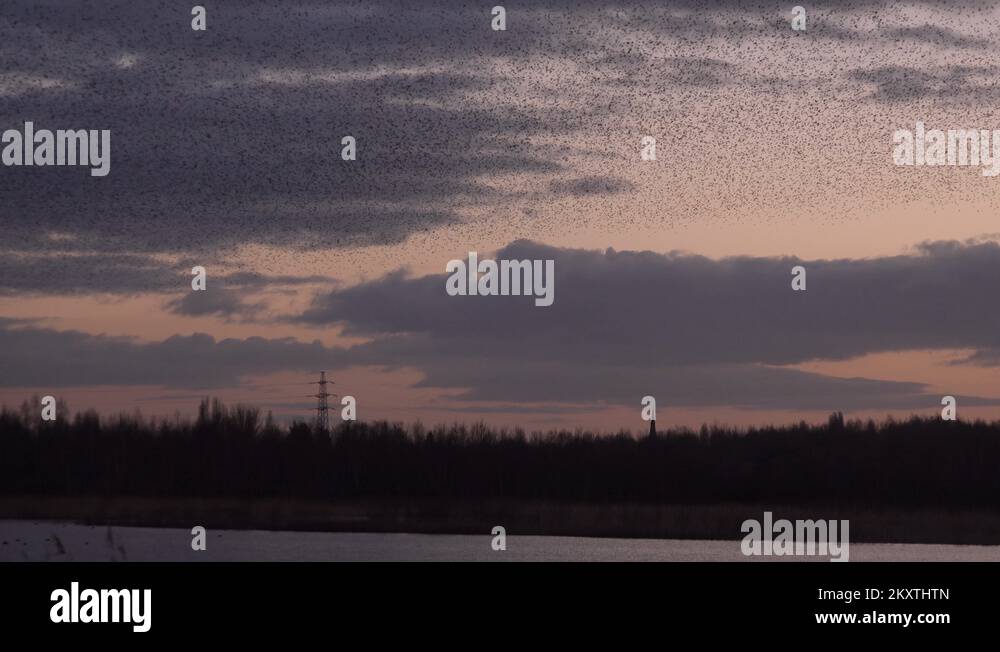 Starling murmuration in the sky Stock Videos & Footage - HD and 4K ...
