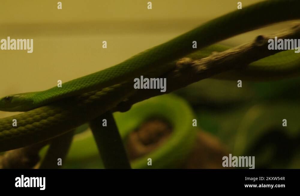 Snakes amphibians reptiles Stock Videos & Footage - HD and 4K Video ...