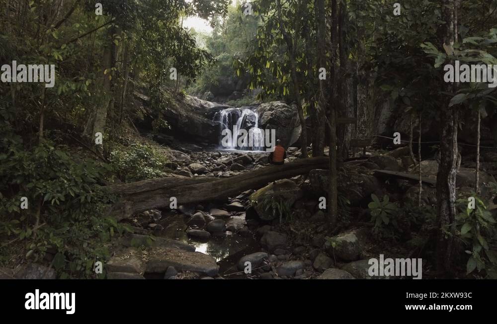 Tropical tree of death Stock Videos & Footage - HD and 4K Video Clips ...