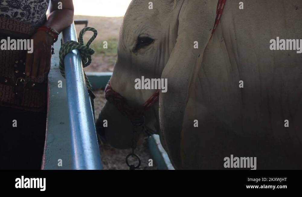 Cattle stables Stock Videos & Footage - HD and 4K Video Clips - Alamy