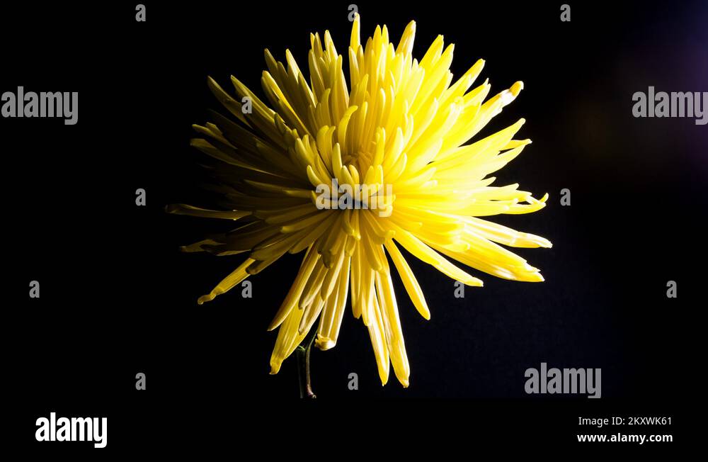 Stages of a flower Stock Videos & Footage - HD and 4K Video Clips - Alamy