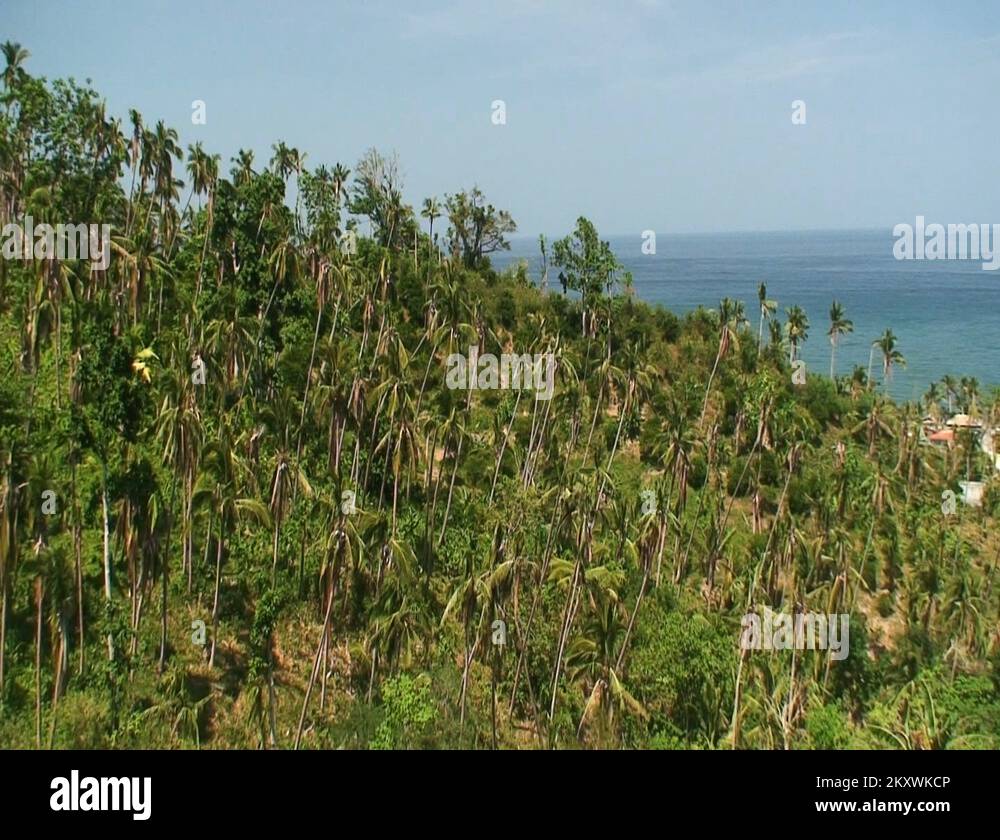 Coconut Trees Cocos nucifera on a mountain slope in the Philippines ...