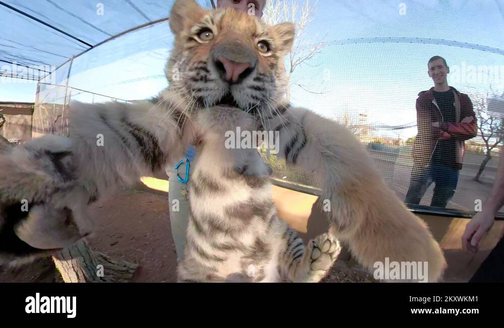 Tiger keeper Stock Videos & Footage - HD and 4K Video Clips - Alamy