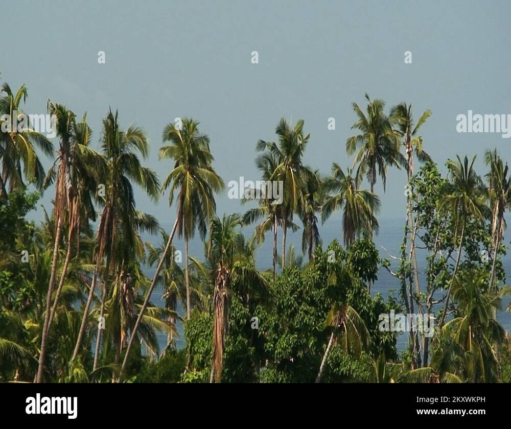 Coconut Trees Cocos nucifera in the Philippines Stock Video Footage - Alamy
