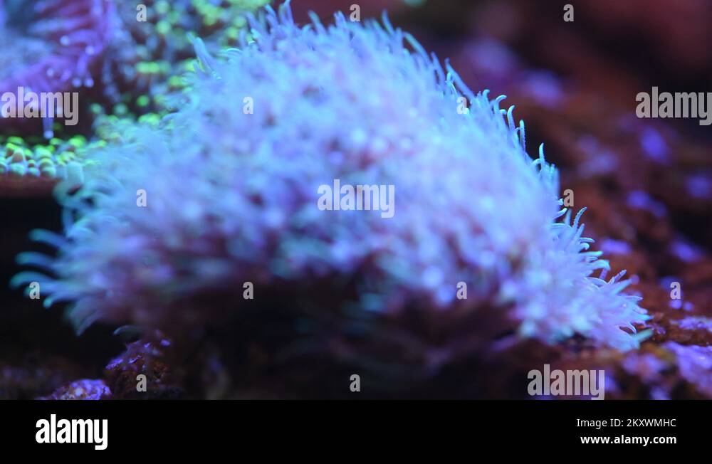 Algae polyp coral Stock Videos & Footage - HD and 4K Video Clips - Alamy