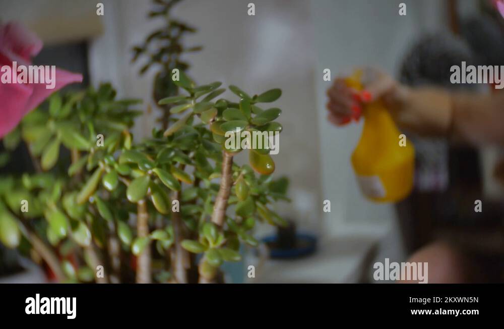 Mom and daughter take care of flowers. Cute little lifestyle girl with ...