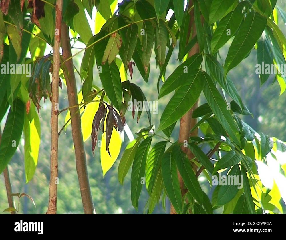 Branches of mahogany Stock Videos & Footage - HD and 4K Video Clips - Alamy