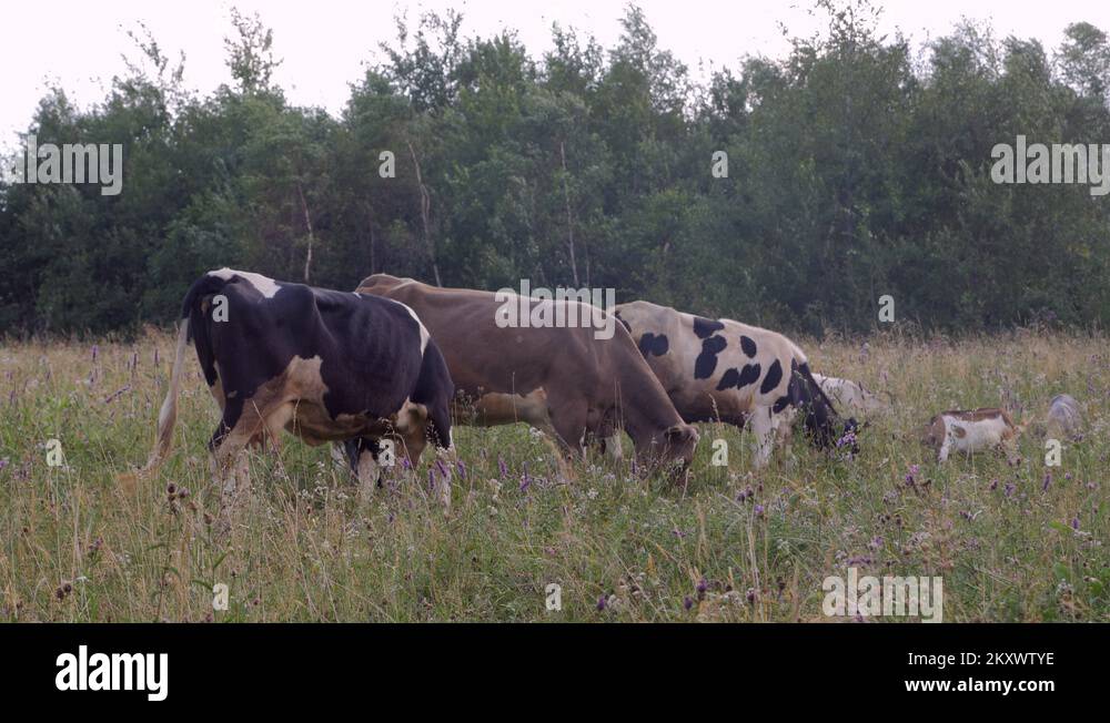 Mixed farming grazing country Stock Videos & Footage - HD and 4K Video ...