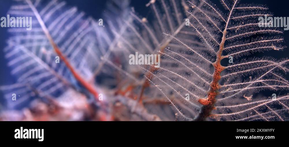 Hydrozoa or hydrozoan Stock Videos & Footage - HD and 4K Video Clips ...