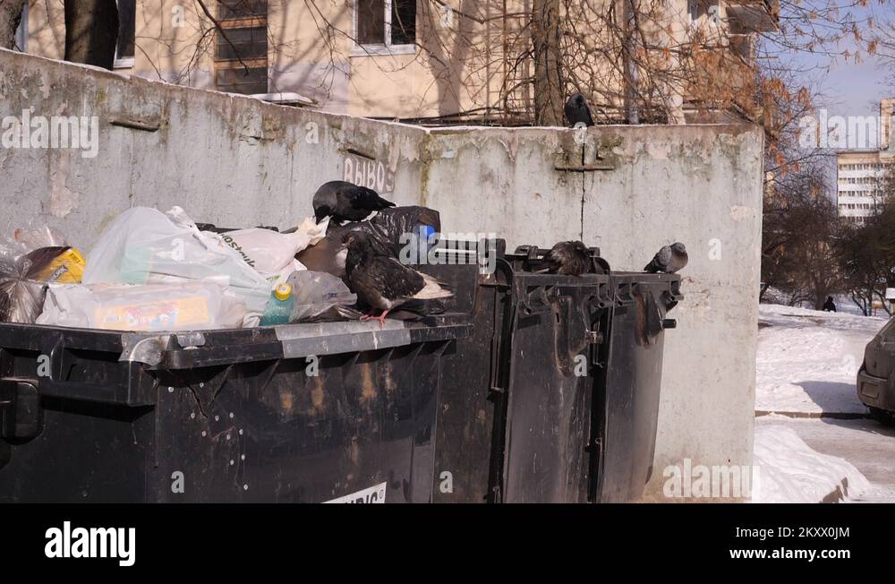 Buried trash cans Stock Videos & Footage - HD and 4K Video Clips - Alamy