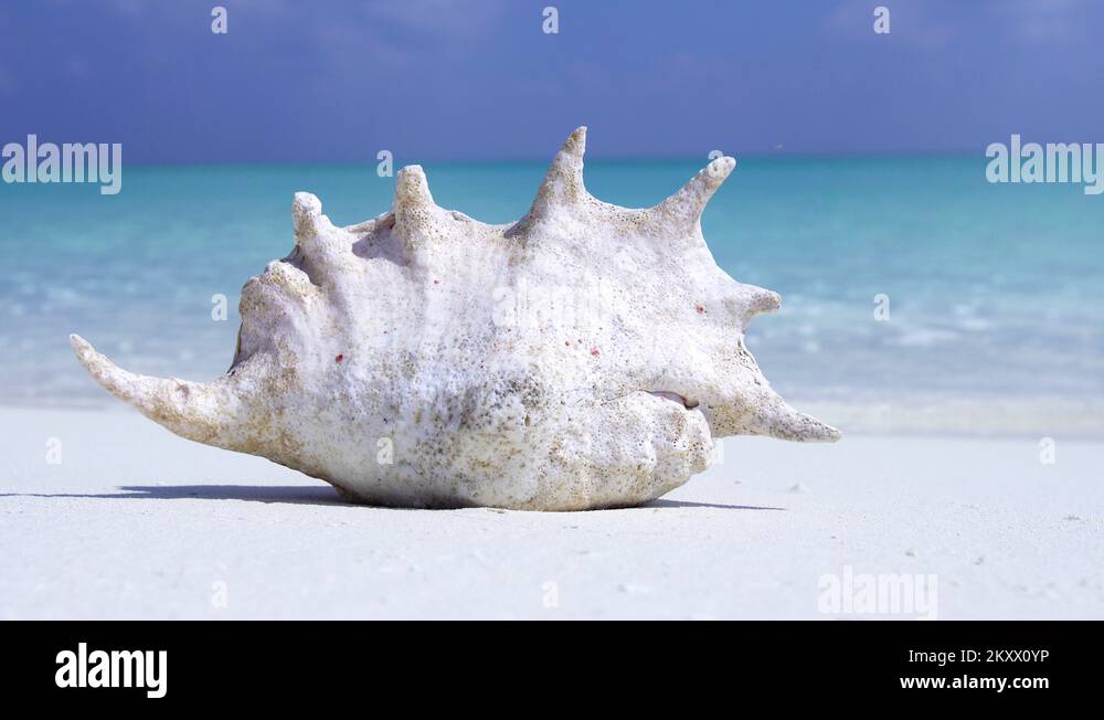White seashell on sandy Stock Videos & Footage - HD and 4K Video Clips ...