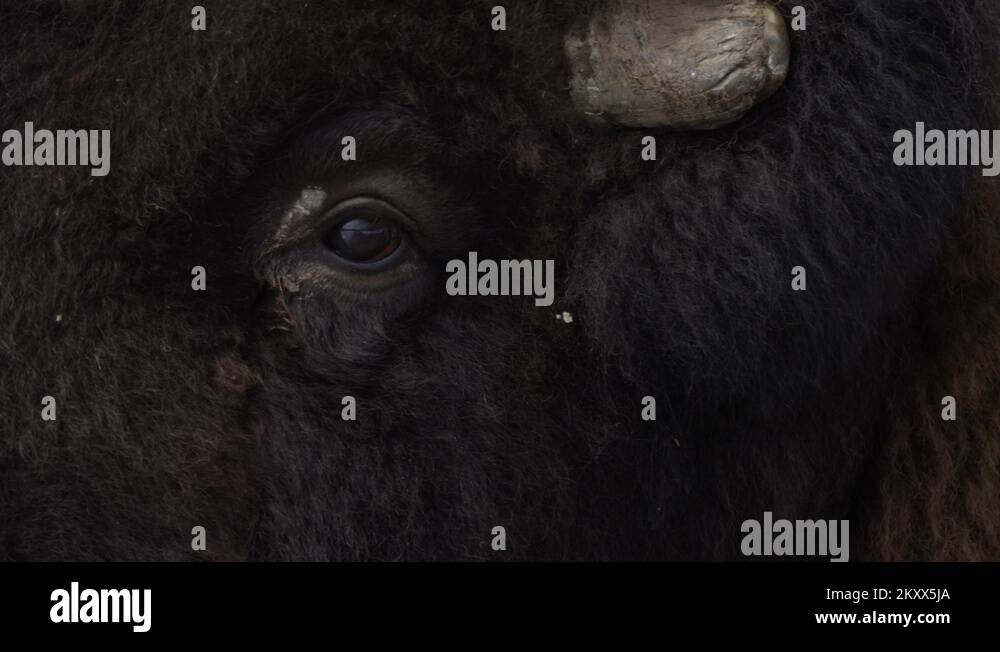 Buffalo fur texture Stock Videos & Footage - HD and 4K Video Clips - Alamy