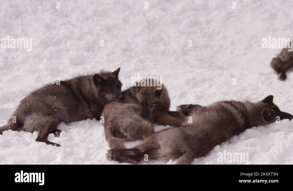 Black wolf pack Stock Videos & Footage - HD and 4K Video Clips - Alamy