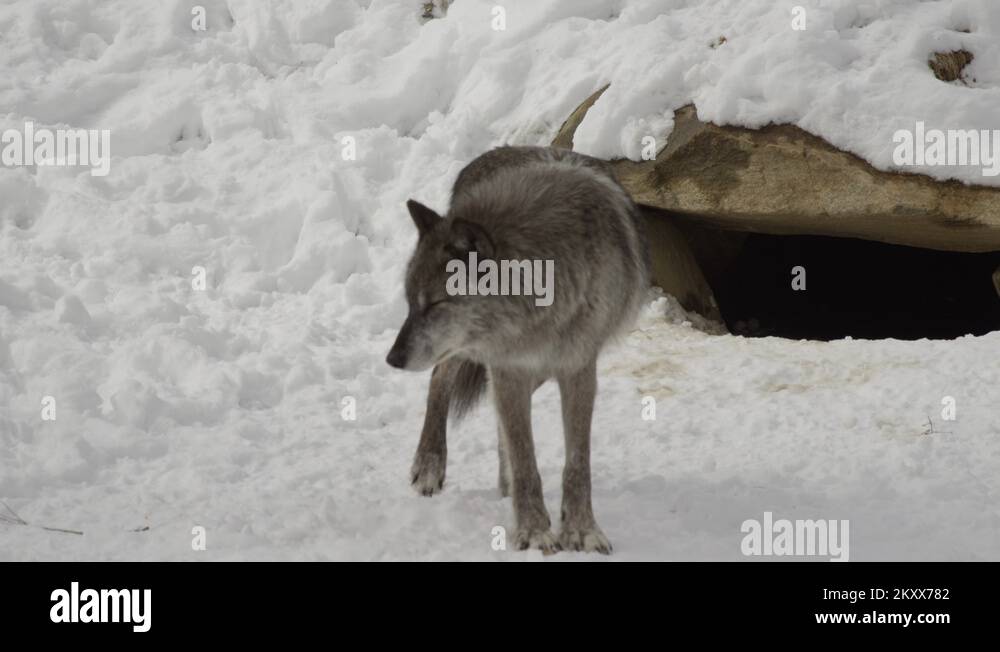 Wolf den Stock Videos & Footage - HD and 4K Video Clips - Alamy
