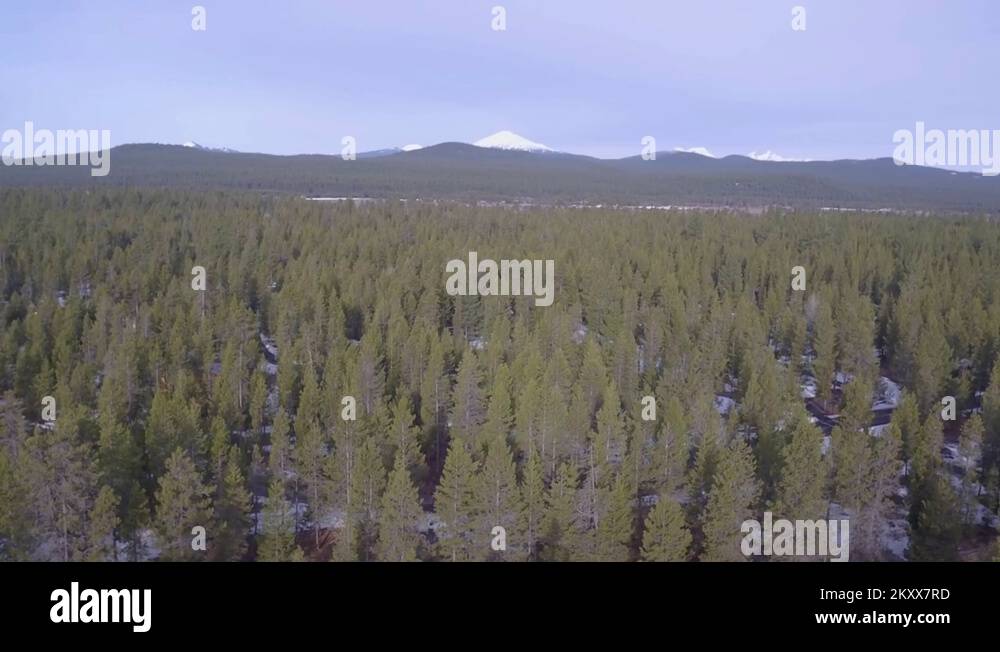 Forest flyover Stock Videos & Footage - HD and 4K Video Clips - Alamy