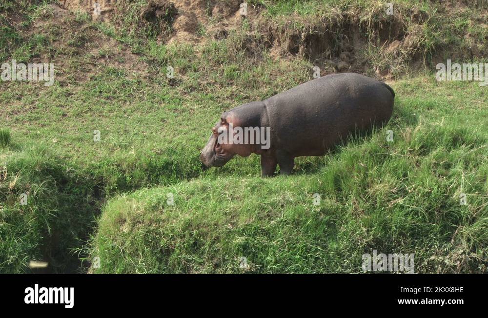 Water river toilet Stock Videos & Footage - HD and 4K Video Clips - Alamy