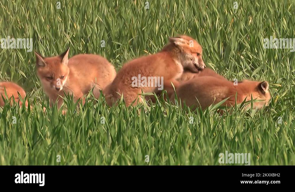 Red fox puppies vulpes fighting Stock Videos & Footage - HD and 4K ...