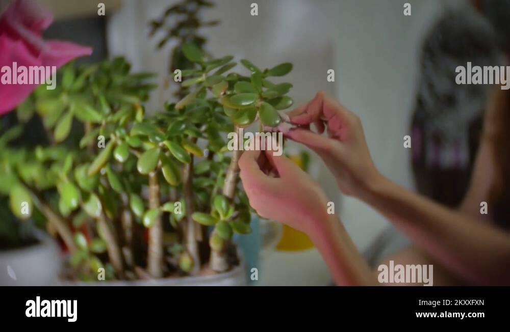 Mom and daughter take care of flowers. Cute little lifestyle girl with ...