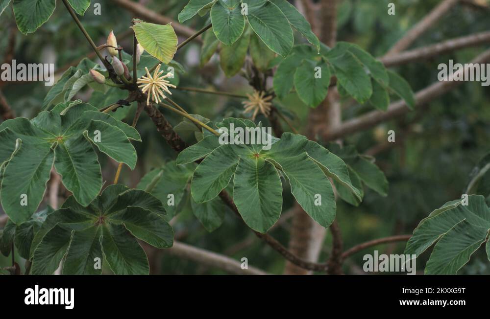 Dripping plant in rainforest Stock Videos & Footage - HD and 4K Video ...