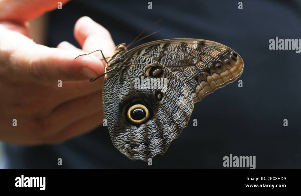Man holding butterfly Stock Videos & Footage - HD and 4K Video Clips ...