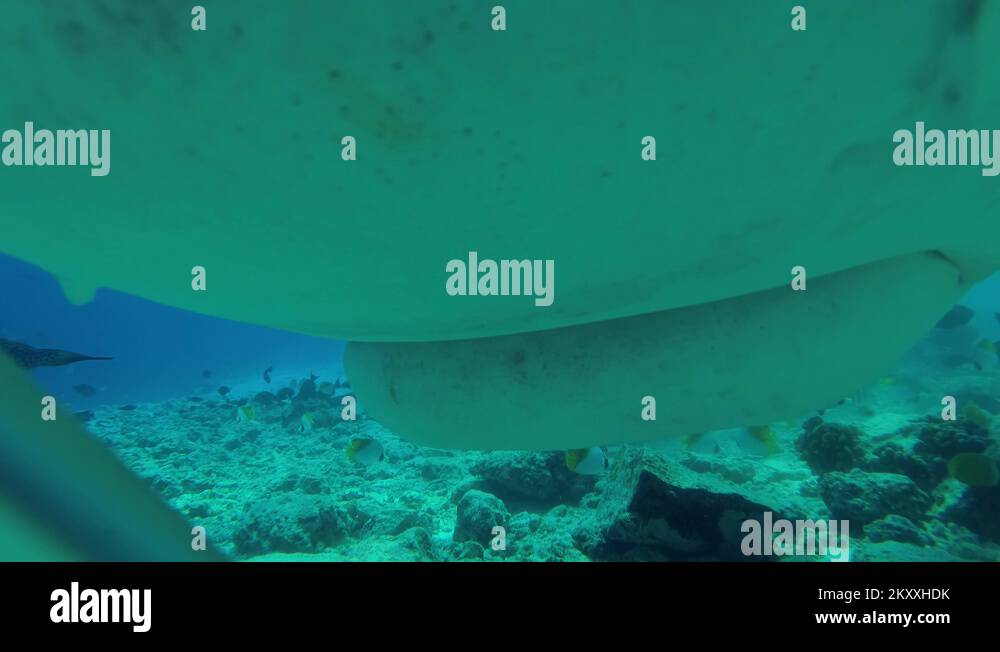 Tiger shark attack Stock Videos & Footage - HD and 4K Video Clips - Alamy