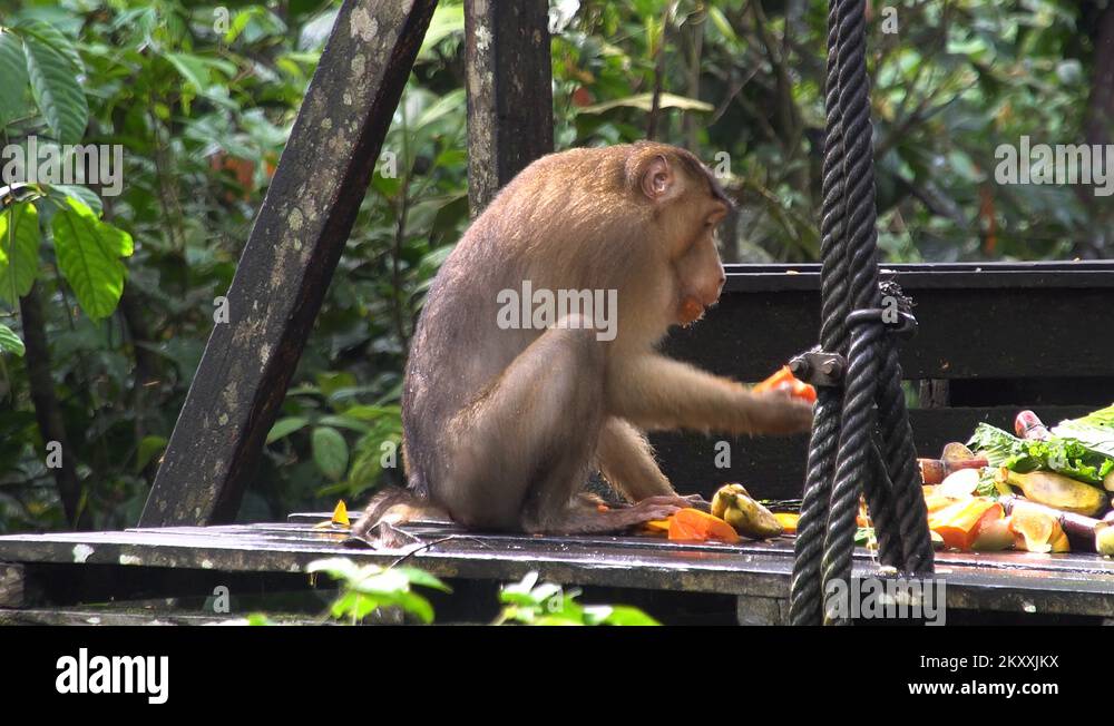 Long Tailed Macaque (Macaca fascicularis) Eating Fruit at Feeding ...