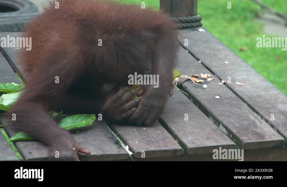 Endangered endemic animal Stock Videos & Footage - HD and 4K Video ...