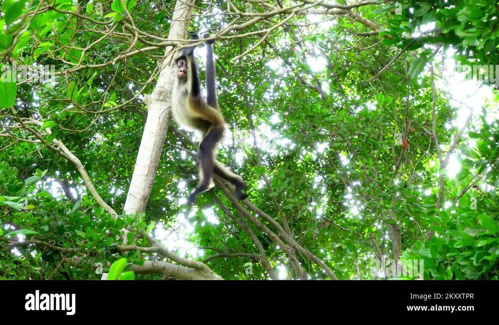 Monkey in Tree in Tropical Landscape Tracking Shot Stock Video Footage ...
