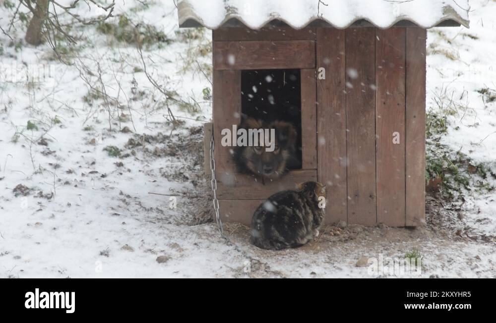 Barking cat Stock Videos & Footage - HD and 4K Video Clips - Alamy